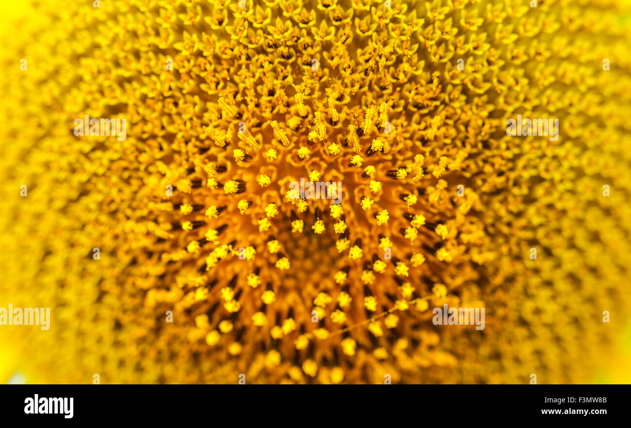 Sunflowers close up Stock Photo - Alamy