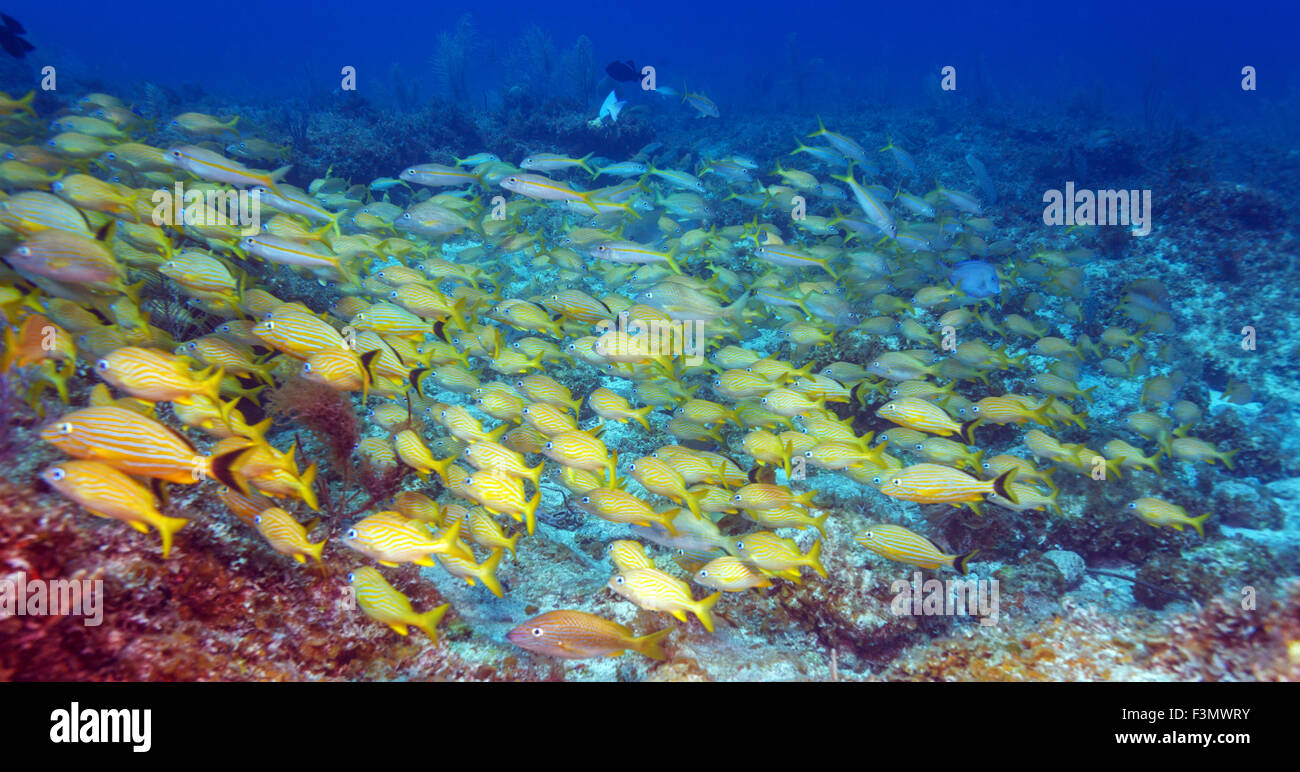 School of snappers, Cayo Largo, Cuba Stock Photo - Alamy