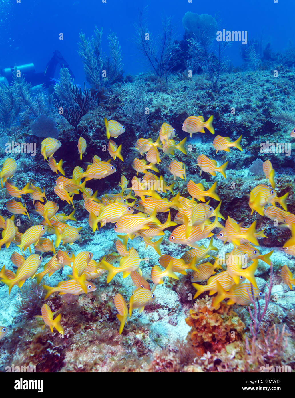 School of snappers, Cayo Largo, Cuba Stock Photo - Alamy