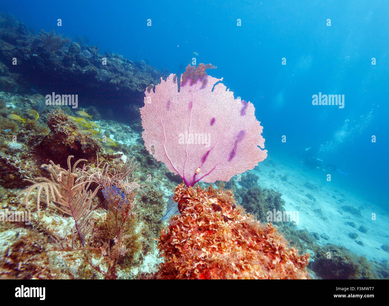 Cuban coral hi-res stock photography and images - Alamy