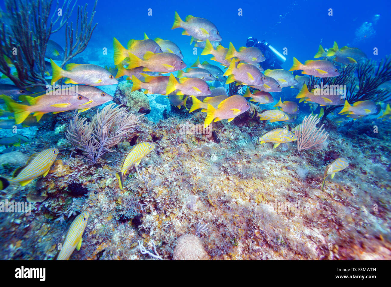 School of snappers hi-res stock photography and images - Alamy