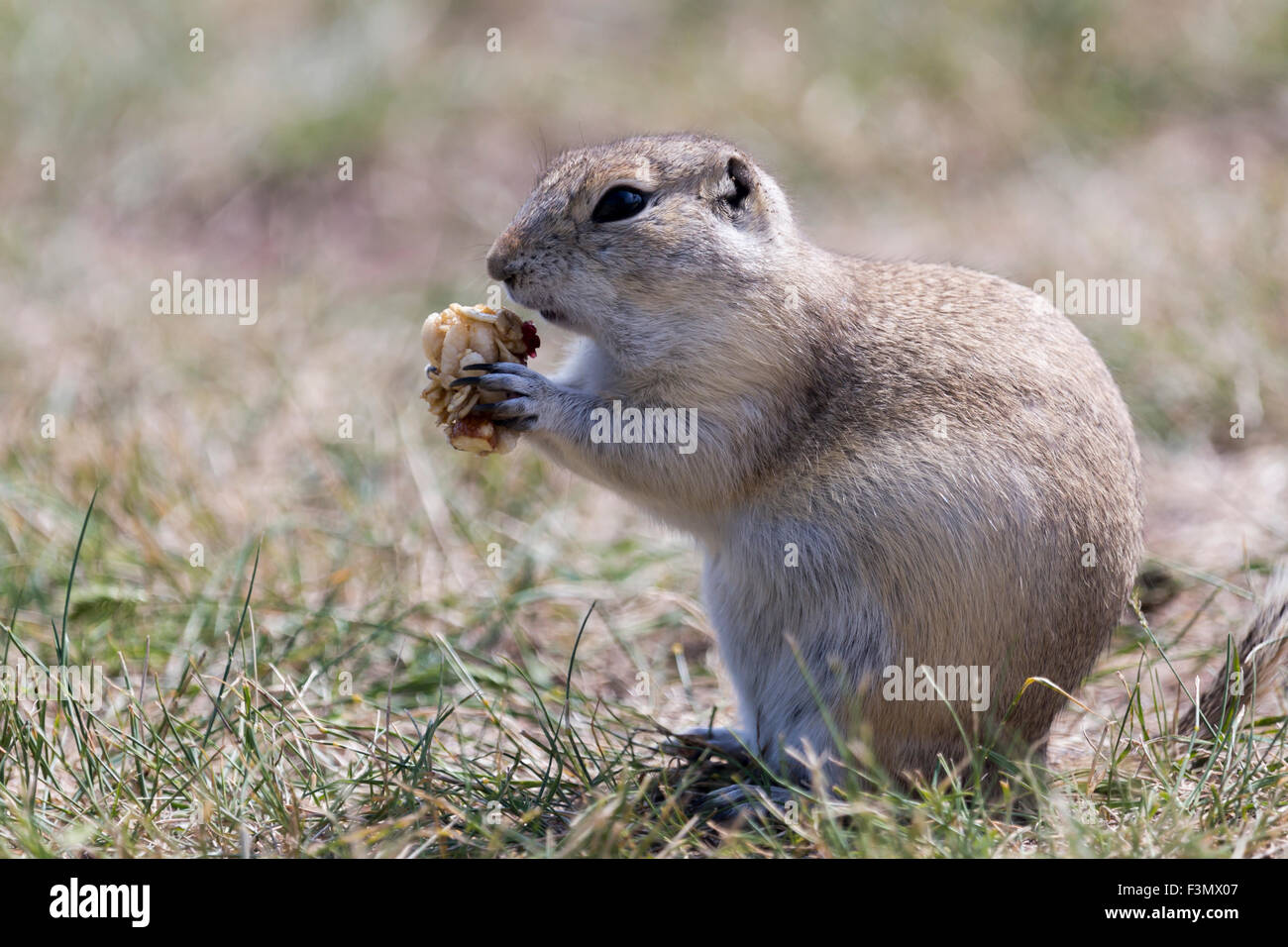 Ground hog eating hi-res stock photography and images - Alamy