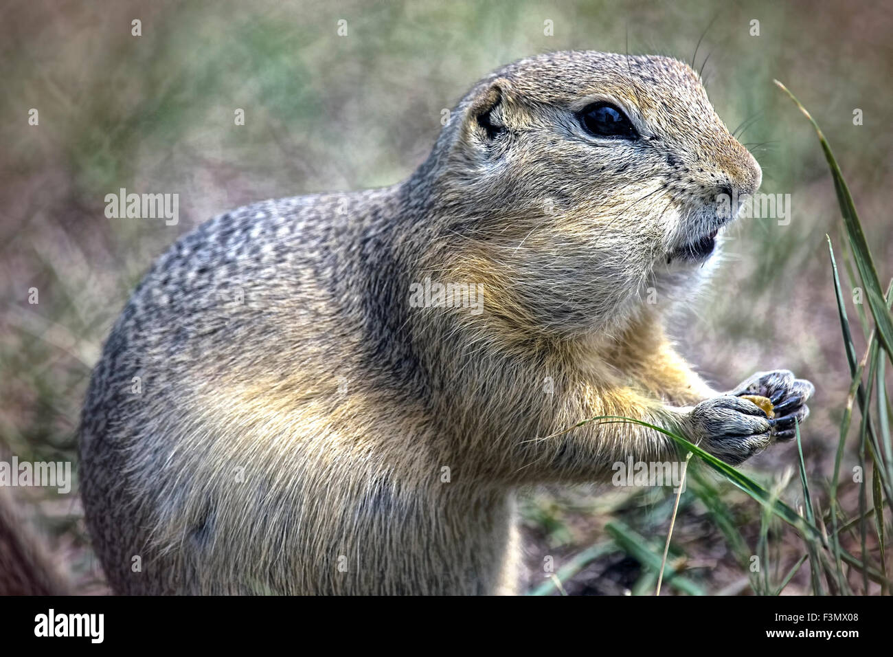 Ground hog eating hi-res stock photography and images - Alamy