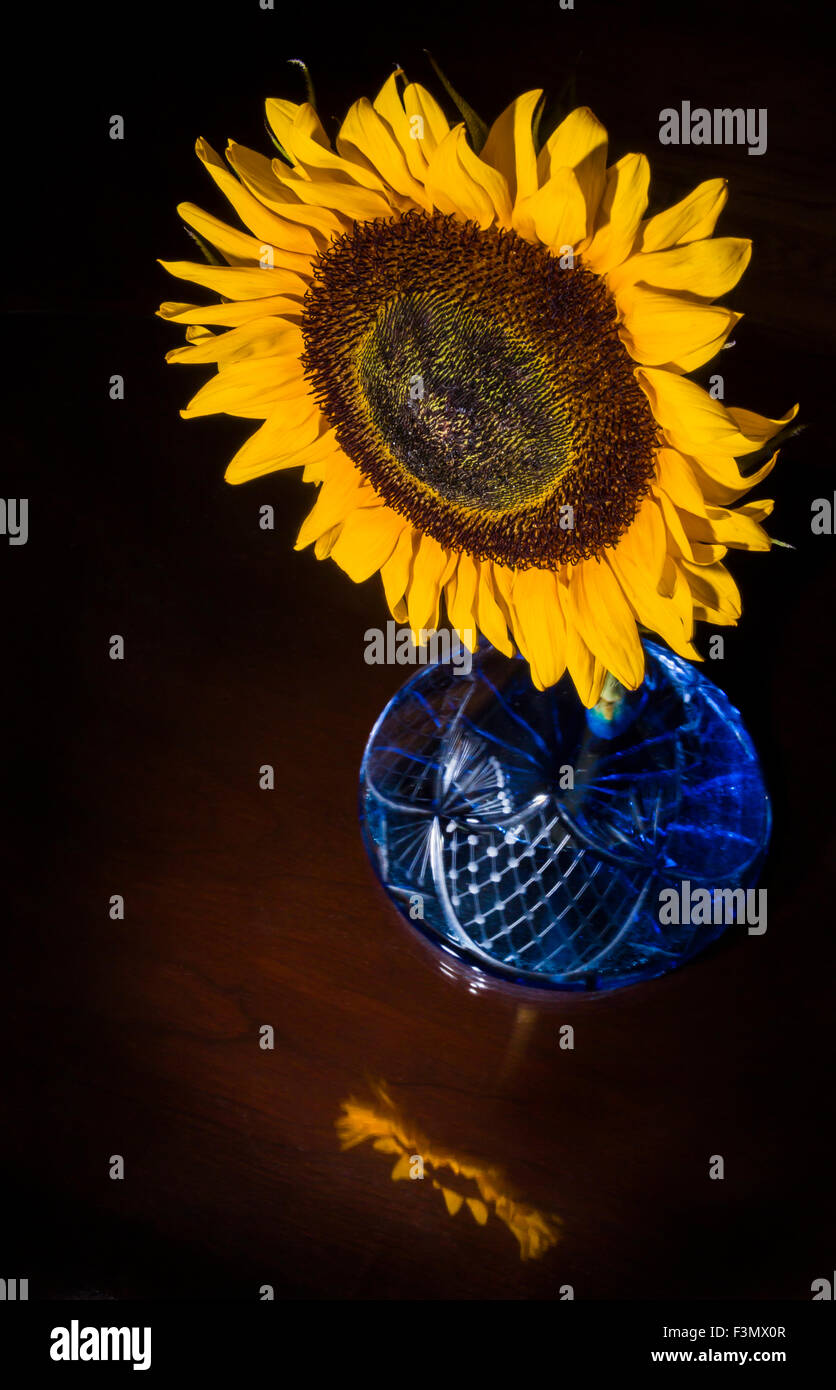 Single Sunflower in blue vase with reflection on table Stock Photo - Alamy