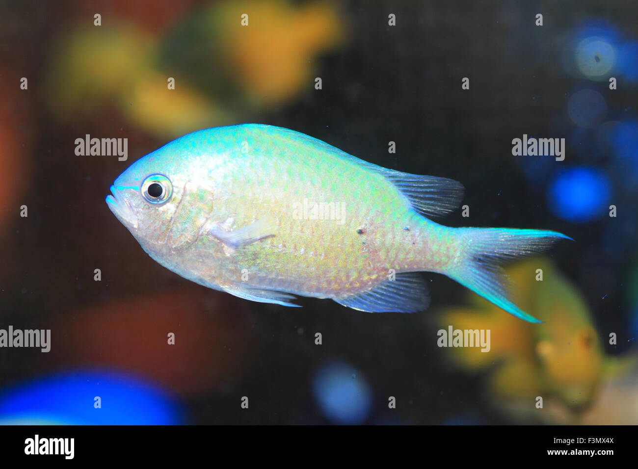 Blue green chromis chromis viridis hi-res stock photography and images ...