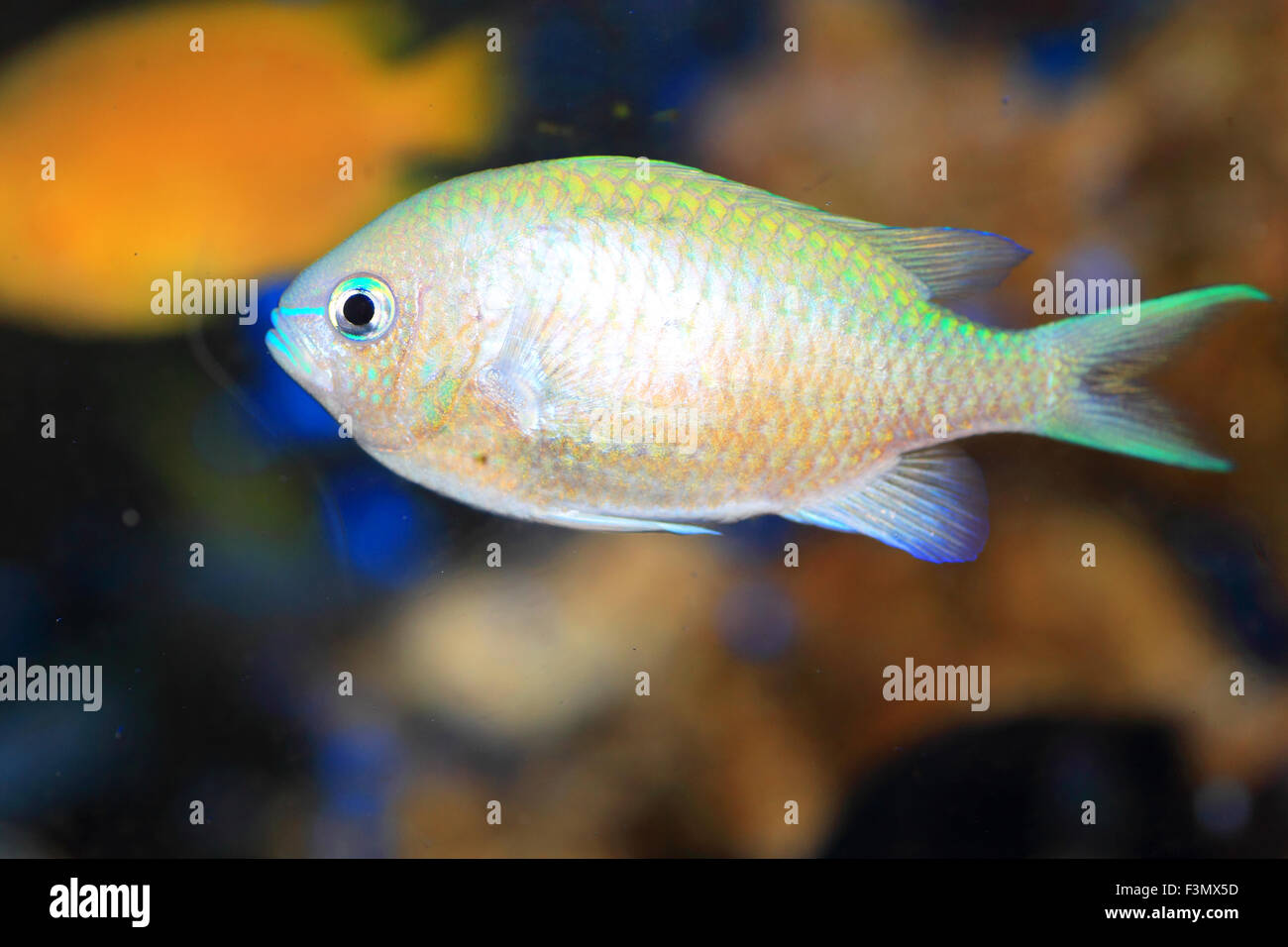 Blue green chromis (Chromis viridis) in Japan Stock Photo - Alamy