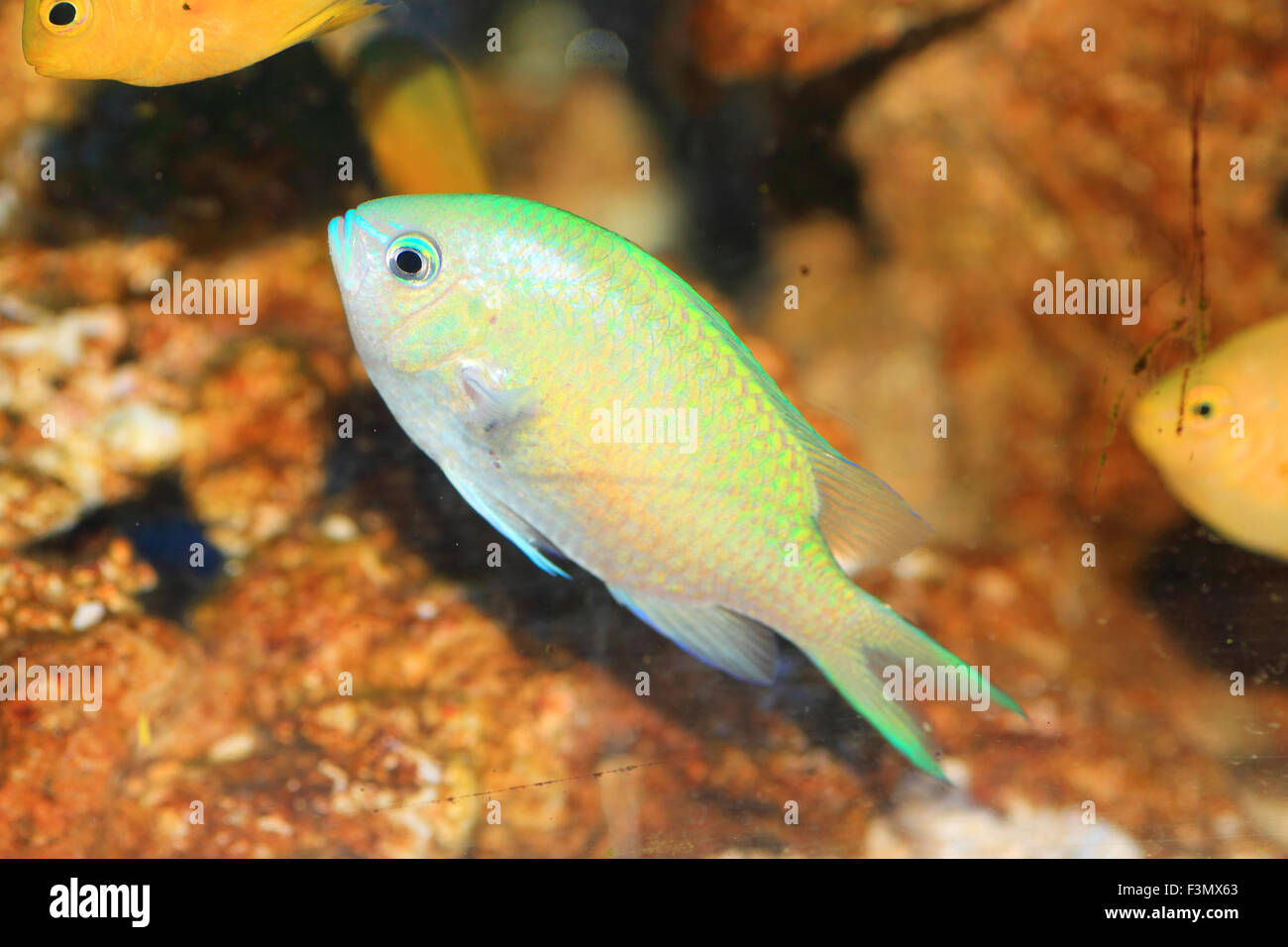 Blue green chromis (Chromis viridis) in Japan Stock Photo - Alamy