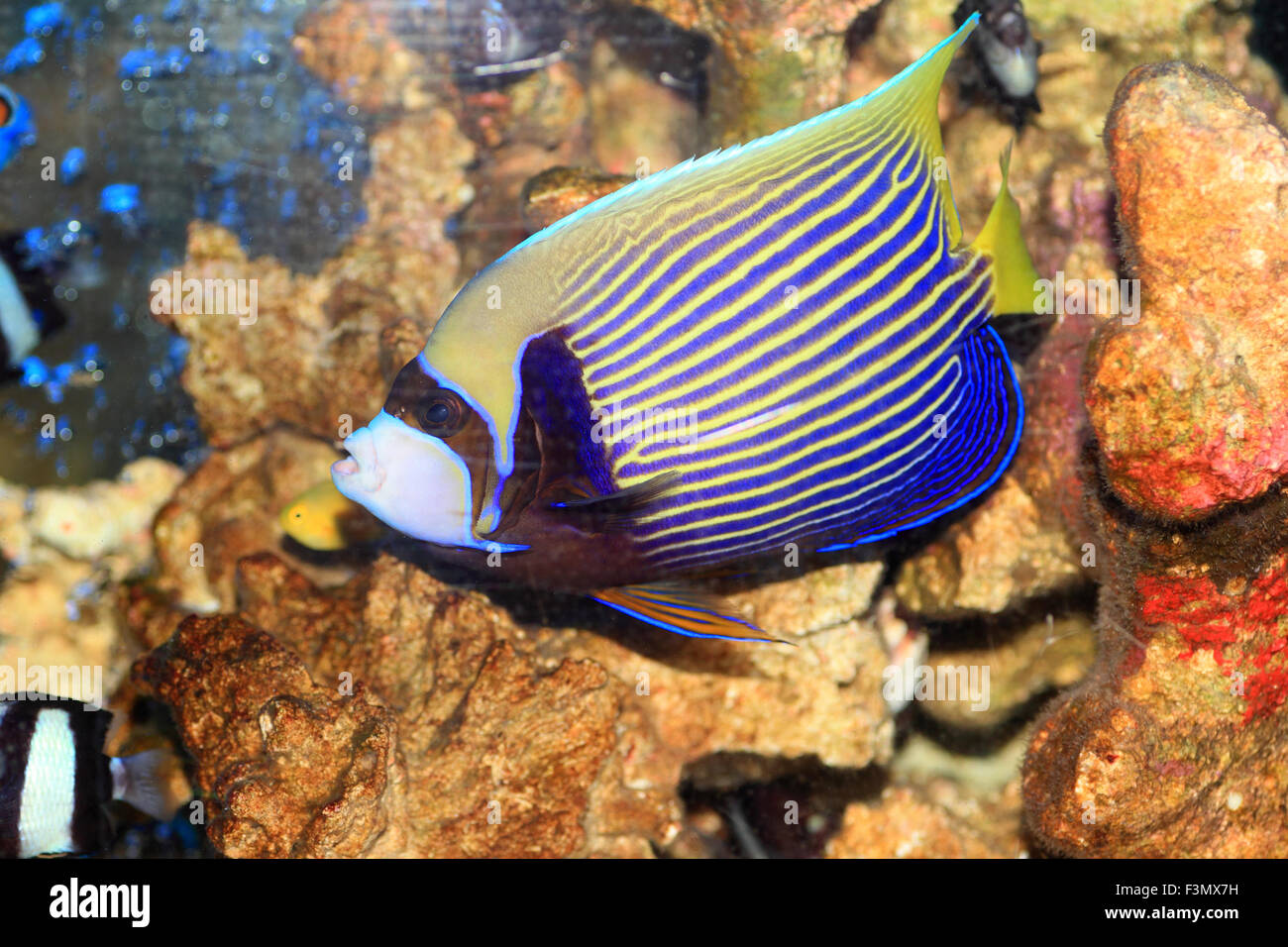 Emperor angelfish (Pomacanthus imperator) in Japan Stock Photo - Alamy
