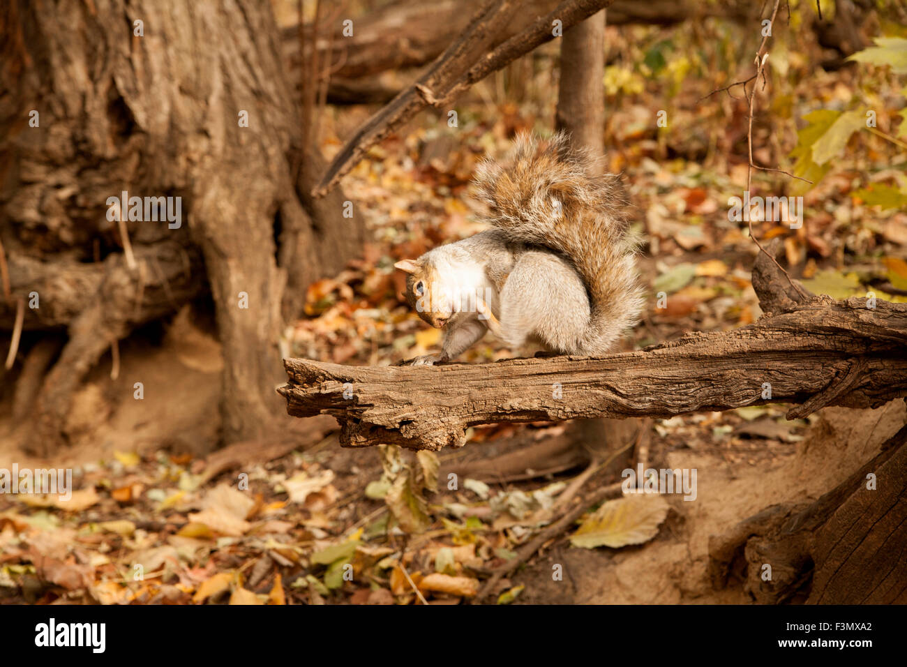Bathing leaf hi-res stock photography and images - Alamy