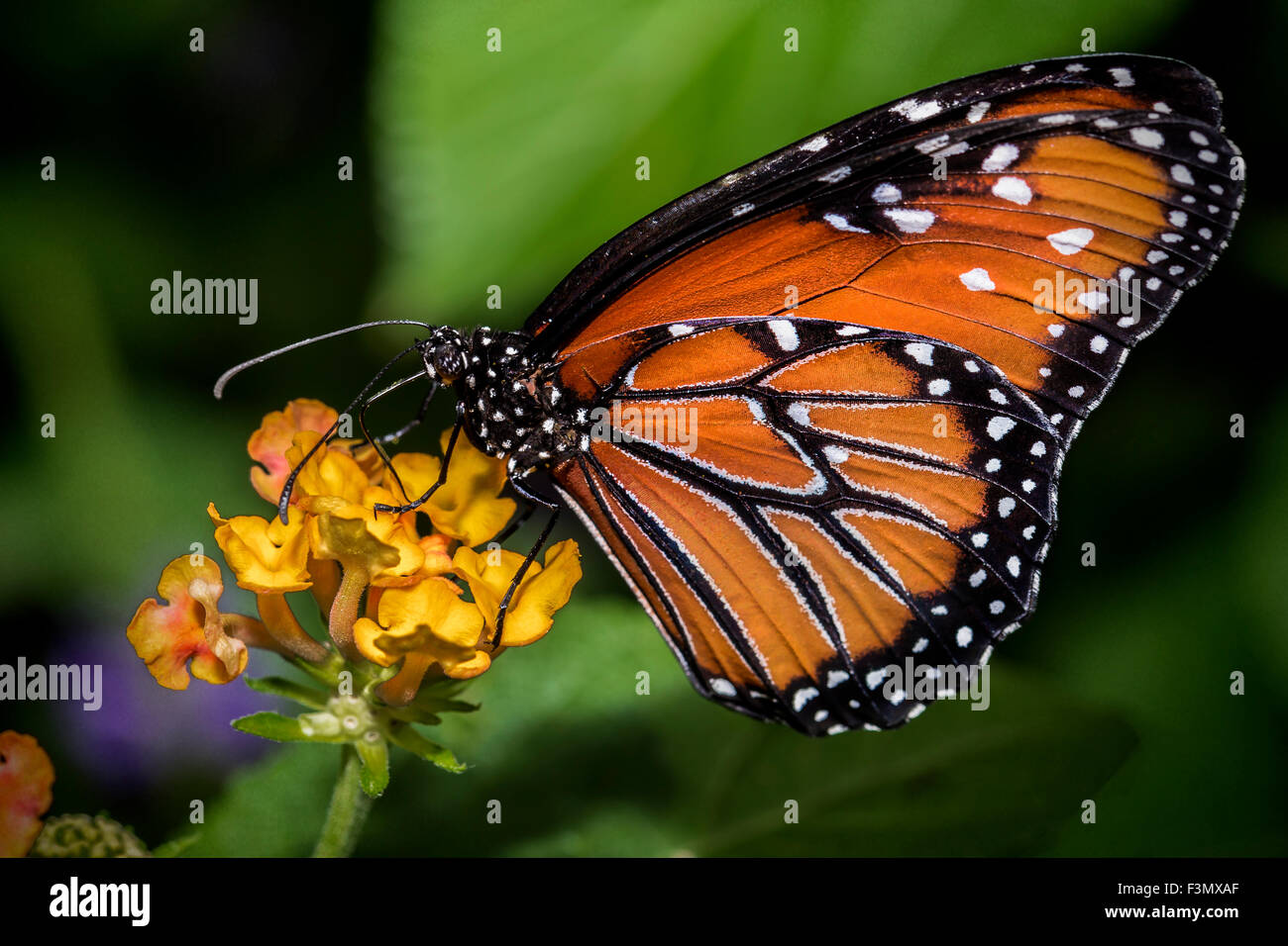 Queen butterfly caterpillar hi-res stock photography and images - Alamy