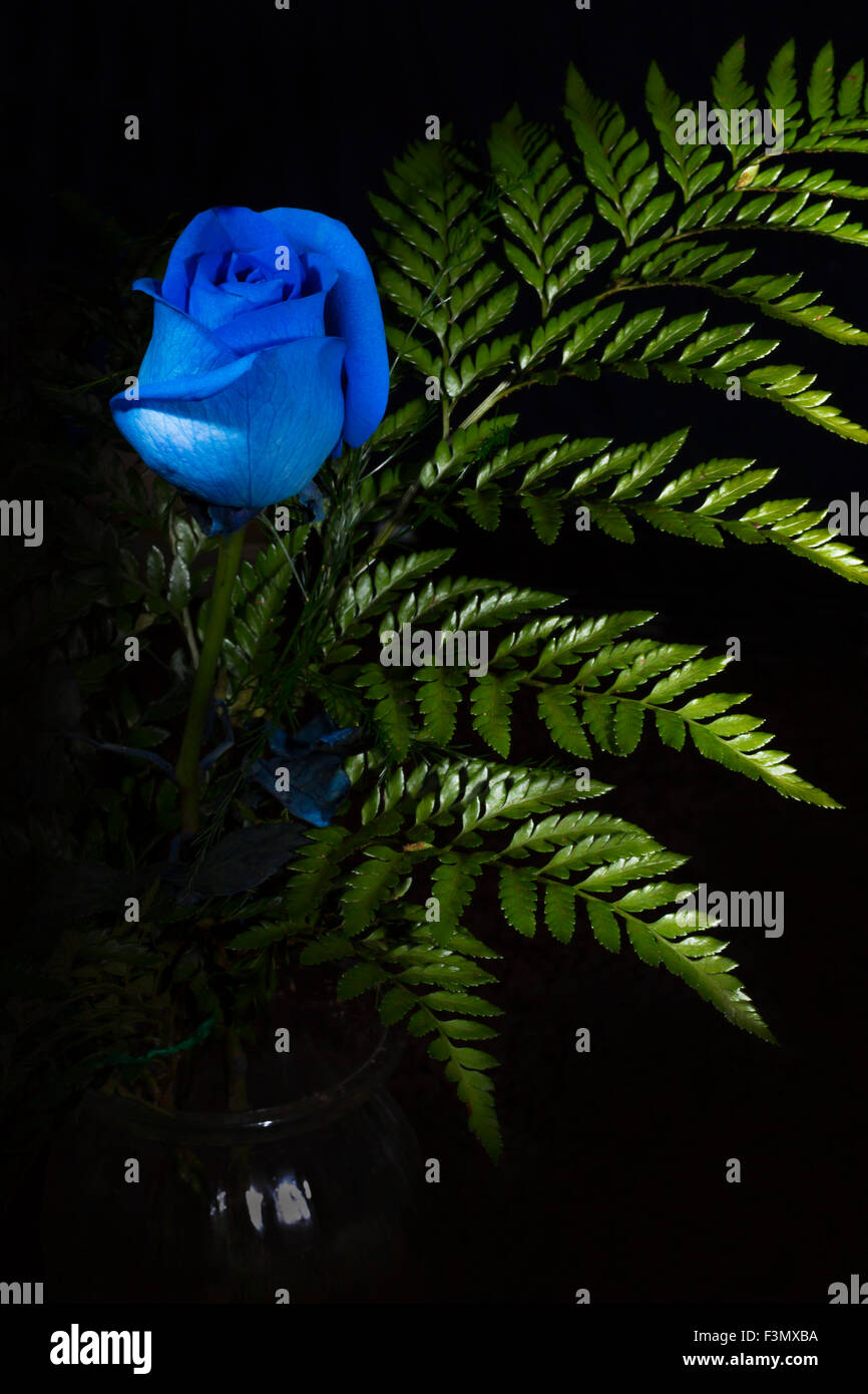 A single blue rose, close up Stock Photo - Alamy