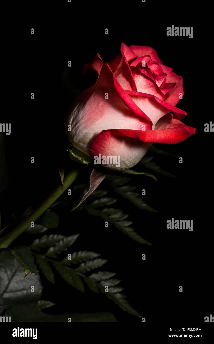 A single red-tipped white rose Stock Photo - Alamy