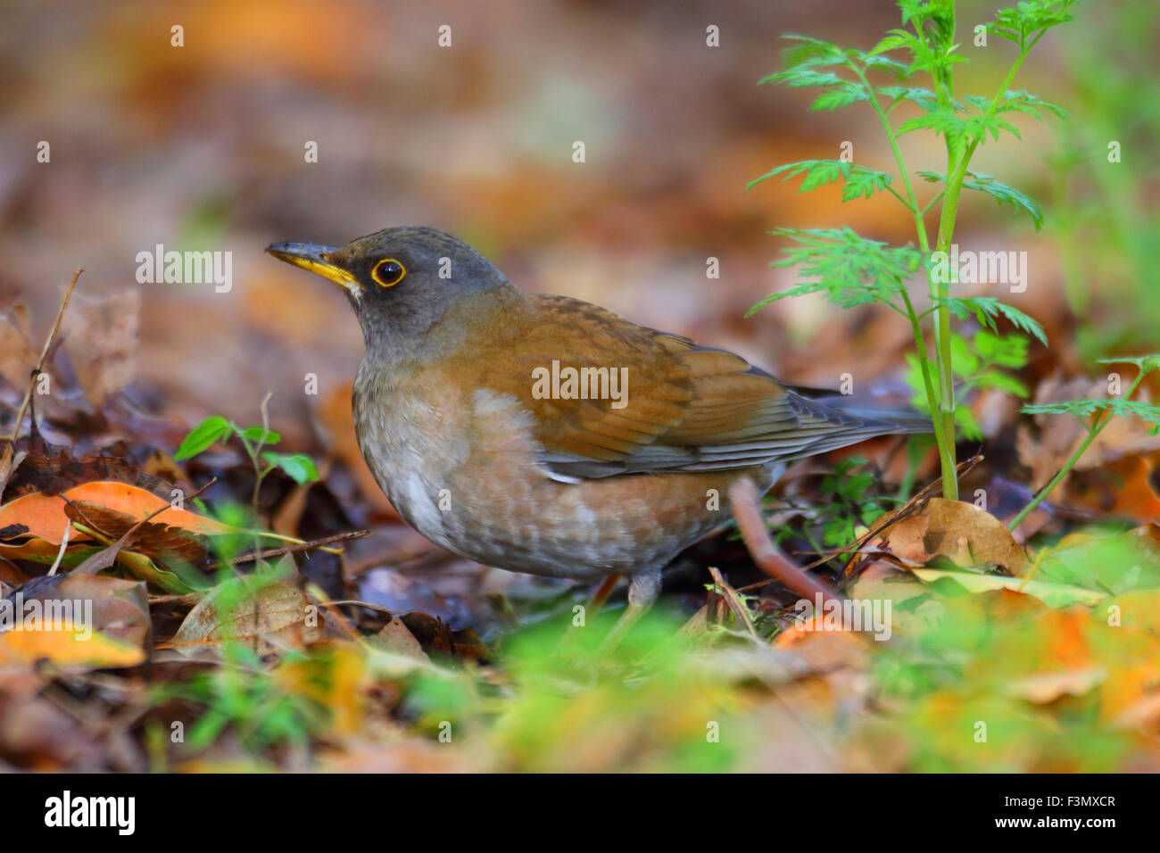 Pale Thrush (Turdus pallidus) in Japan Stock Photo - Alamy