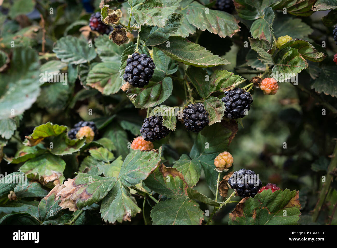 Travel raspberry hi-res stock photography and images - Alamy