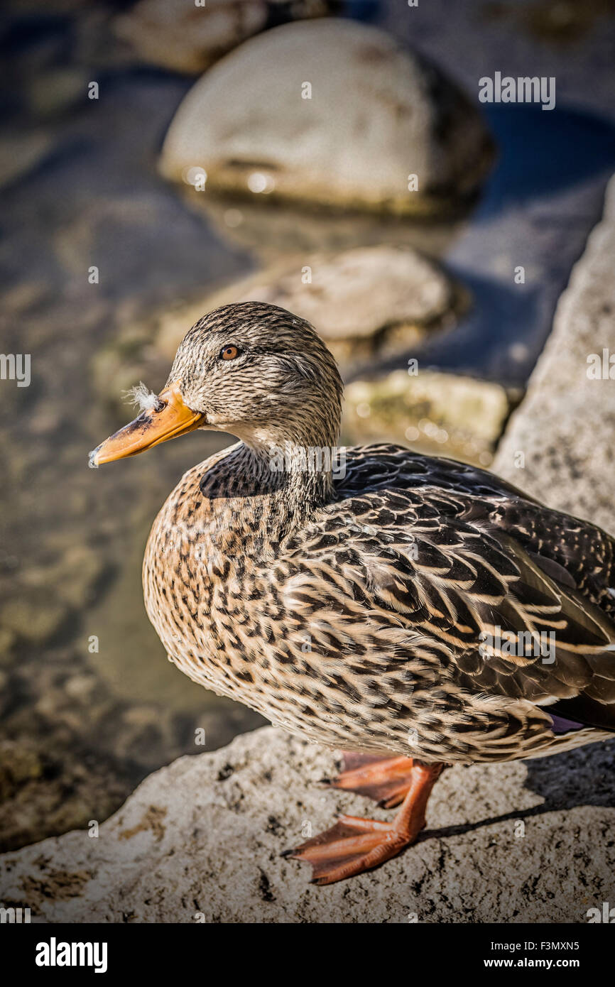 Female Mallard duck at a local pond Stock Photo - Alamy