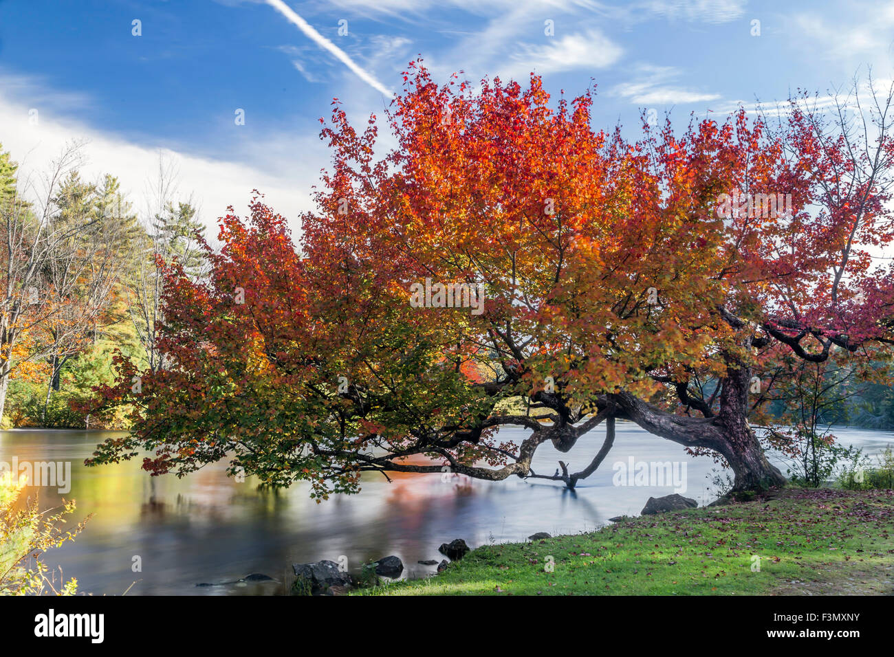 Beautiful fall colours on this old leaning tree on the river Stock ...