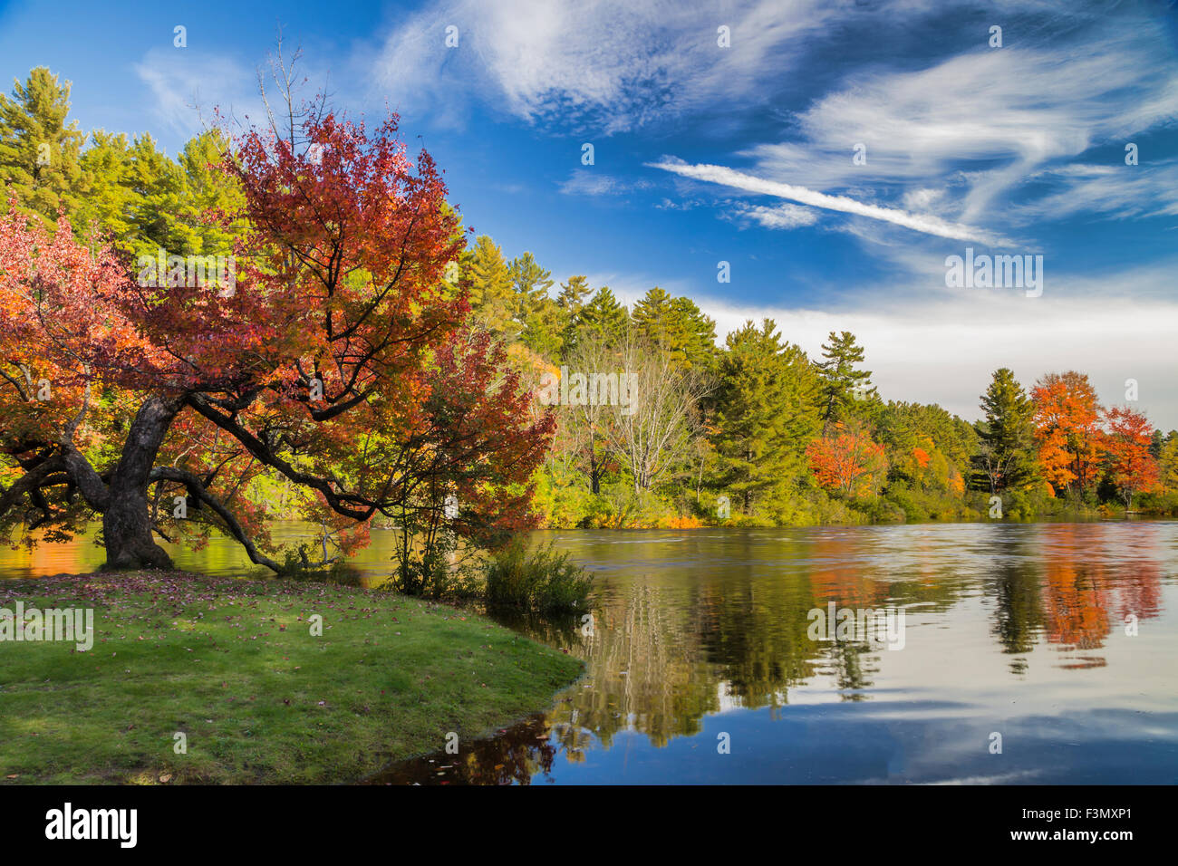 Beautiful fall colours on this old leaning tree on the river Stock ...