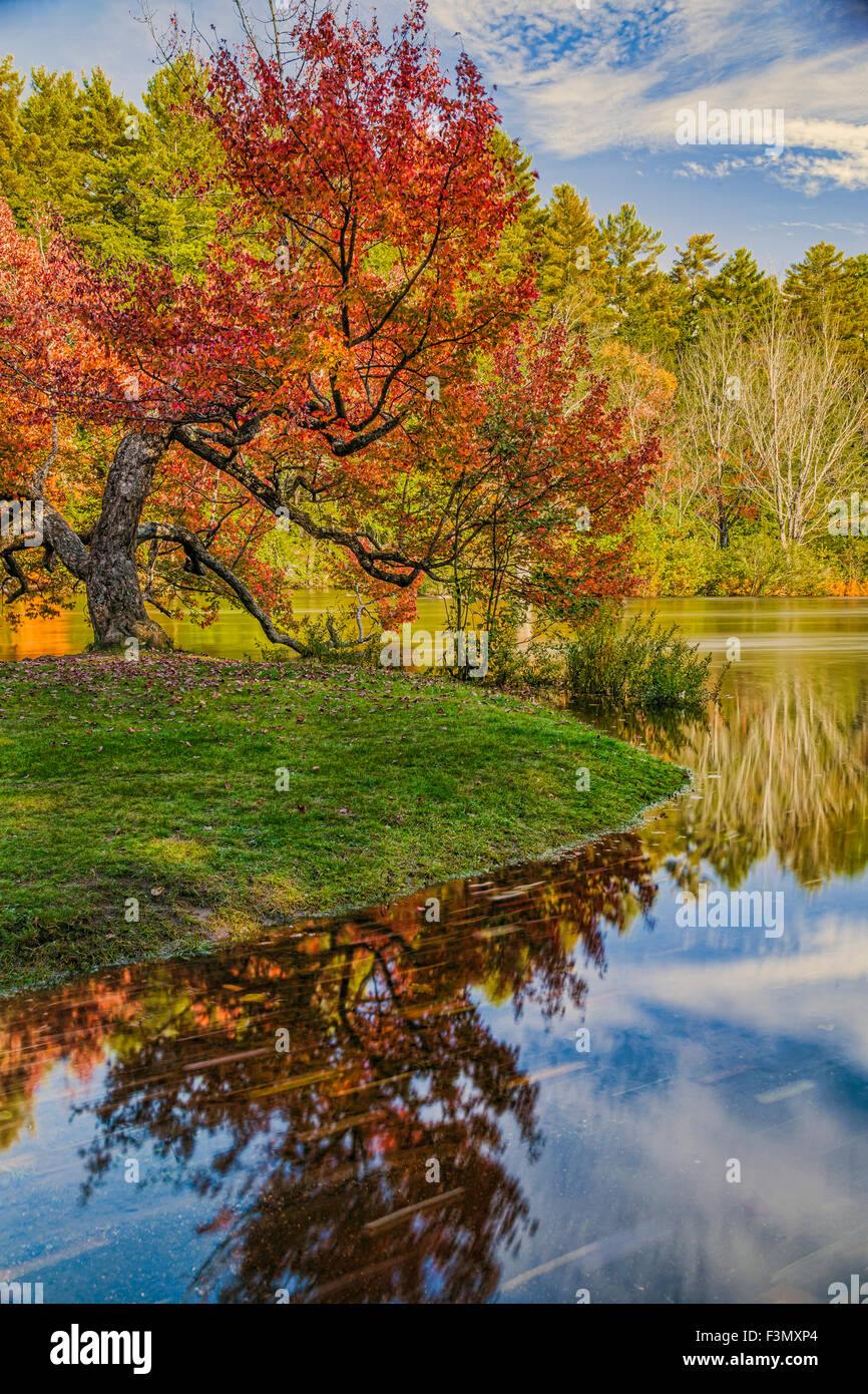 Beautiful fall colours on this old leaning tree on the river Stock ...