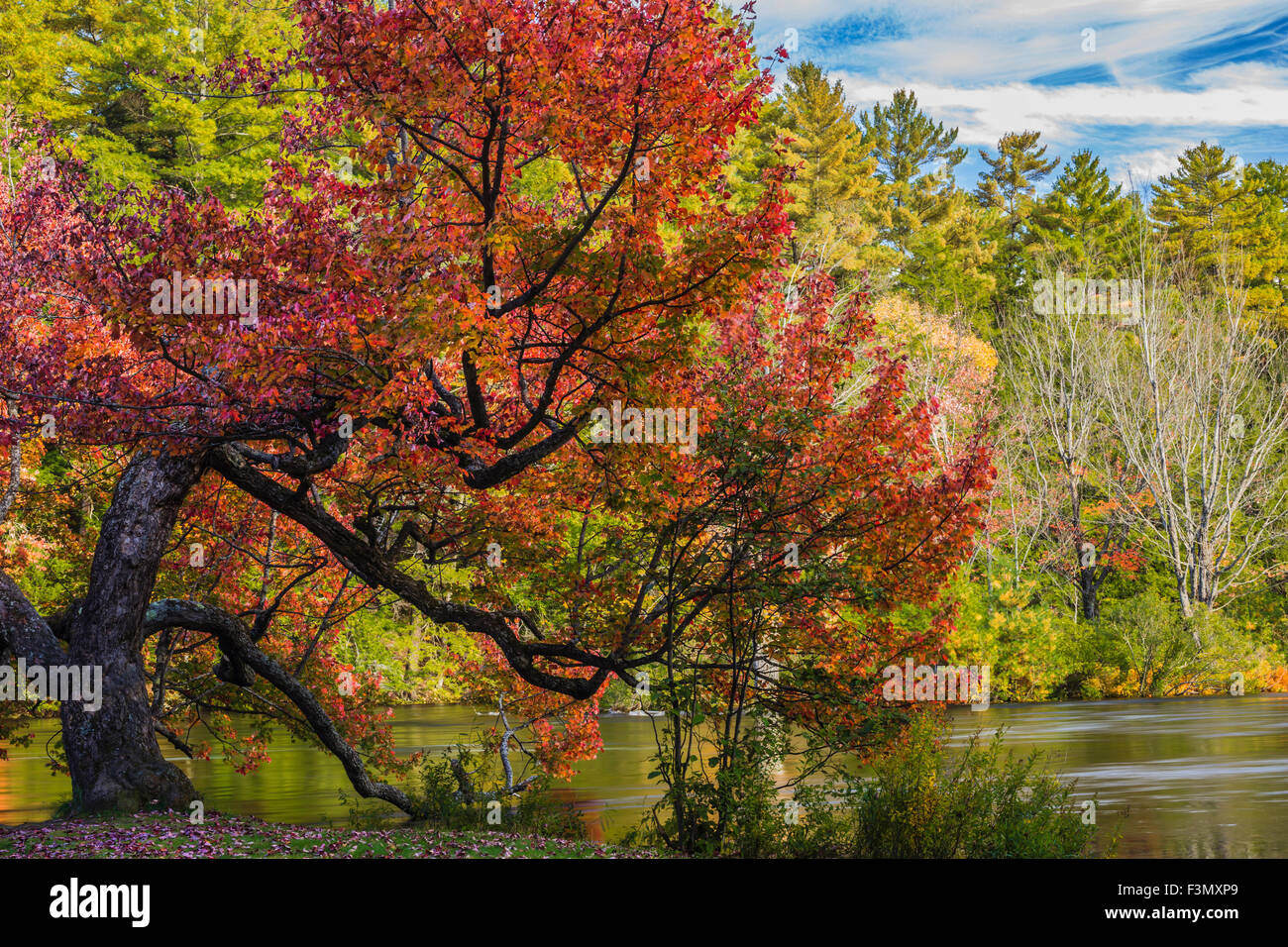 Beautiful fall colours on this old leaning tree on the river Stock ...