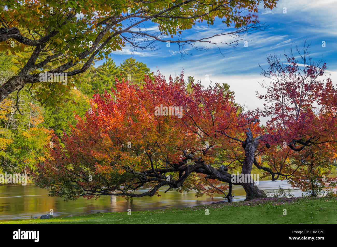 Beautiful fall colours on this old leaning tree on the river Stock ...