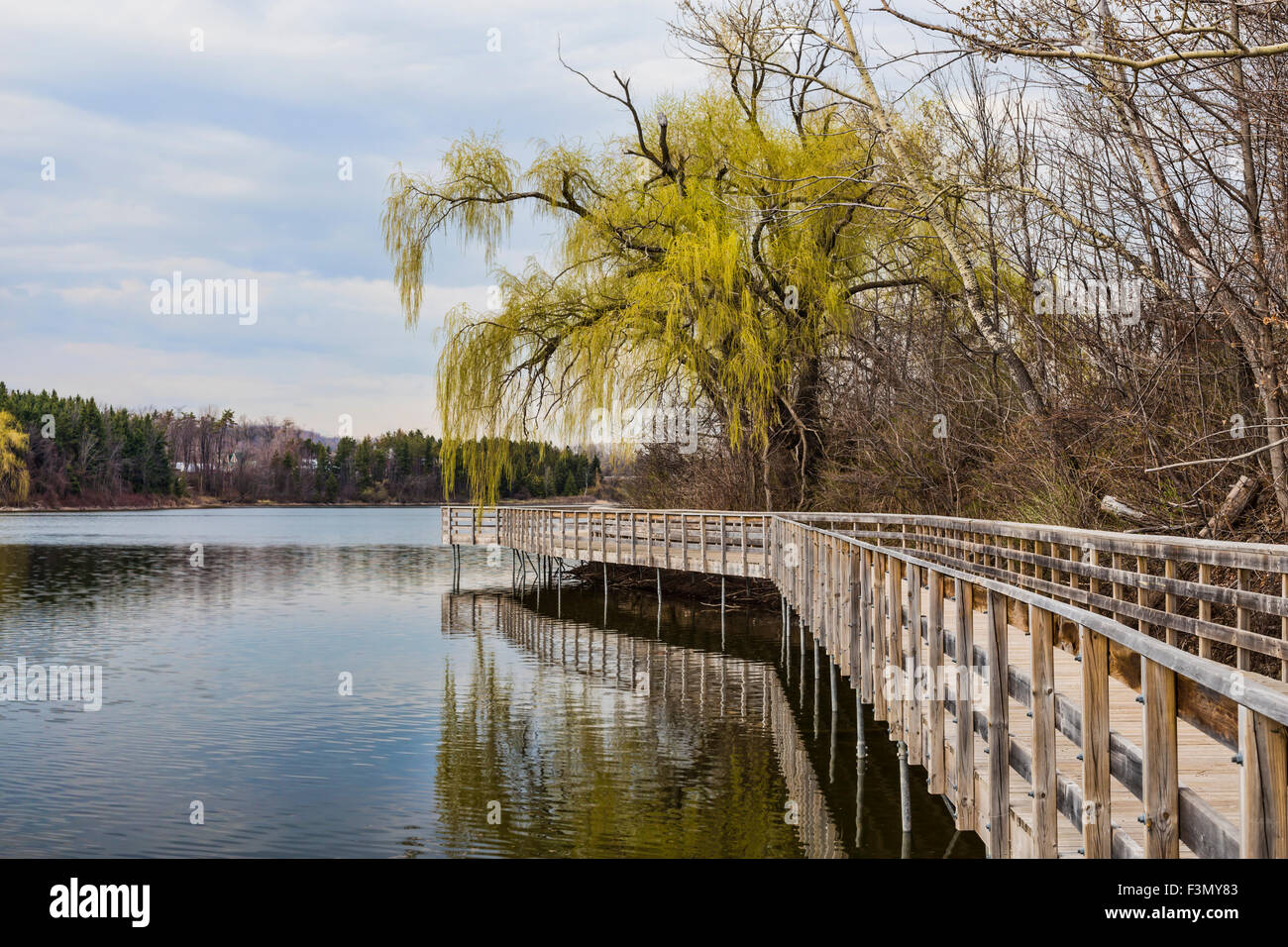 Willow lined boardwalk at Kelso Park Stock Photo - Alamy