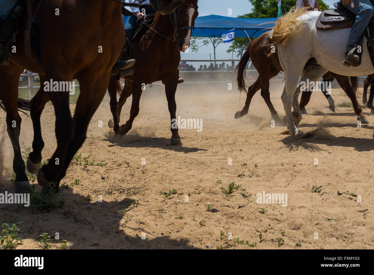 Horses in gallop Stock Photo - Alamy