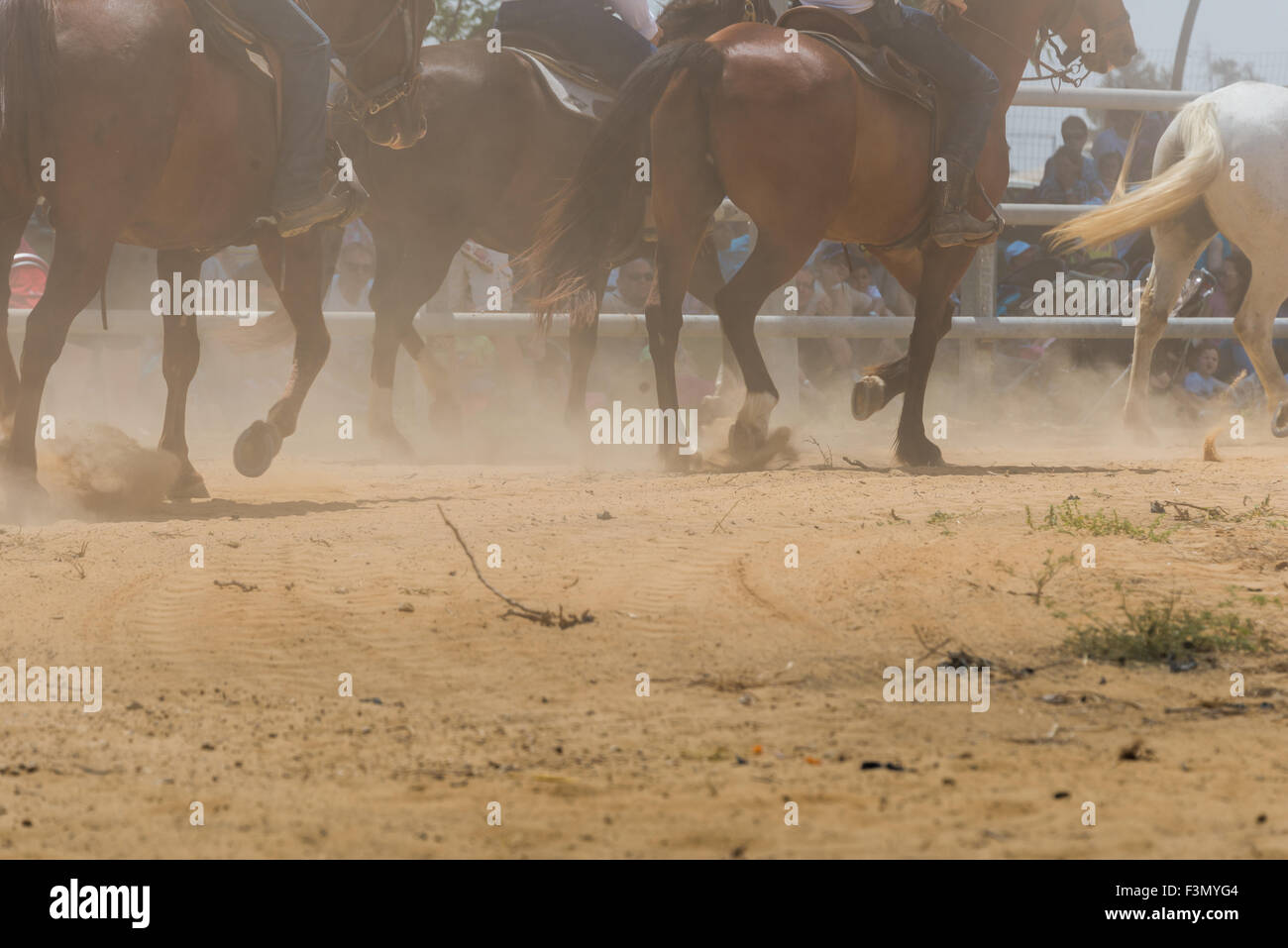 Horses in gallop Stock Photo - Alamy