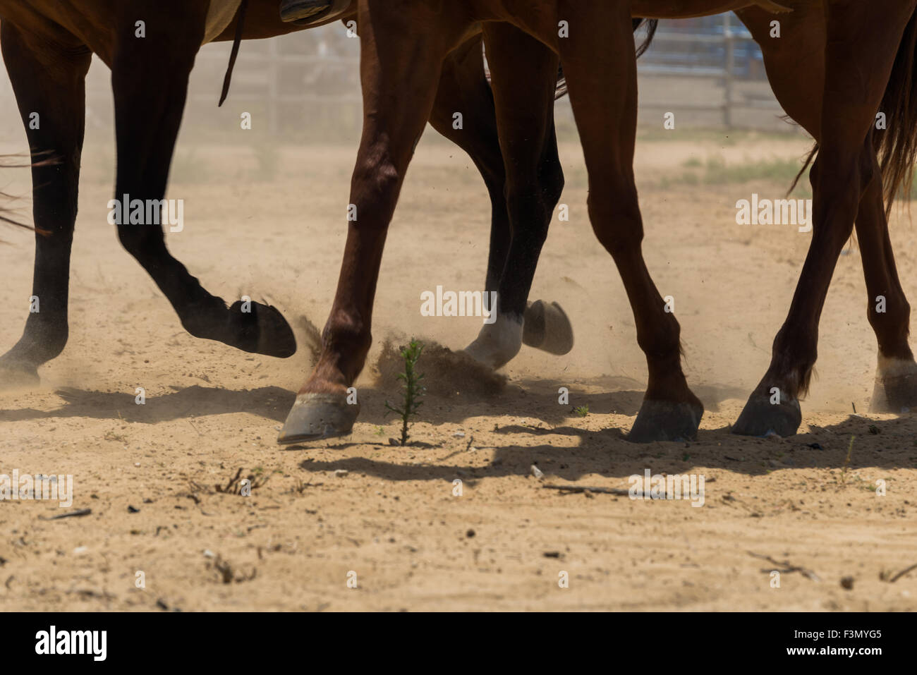 Horses in gallop Stock Photo - Alamy