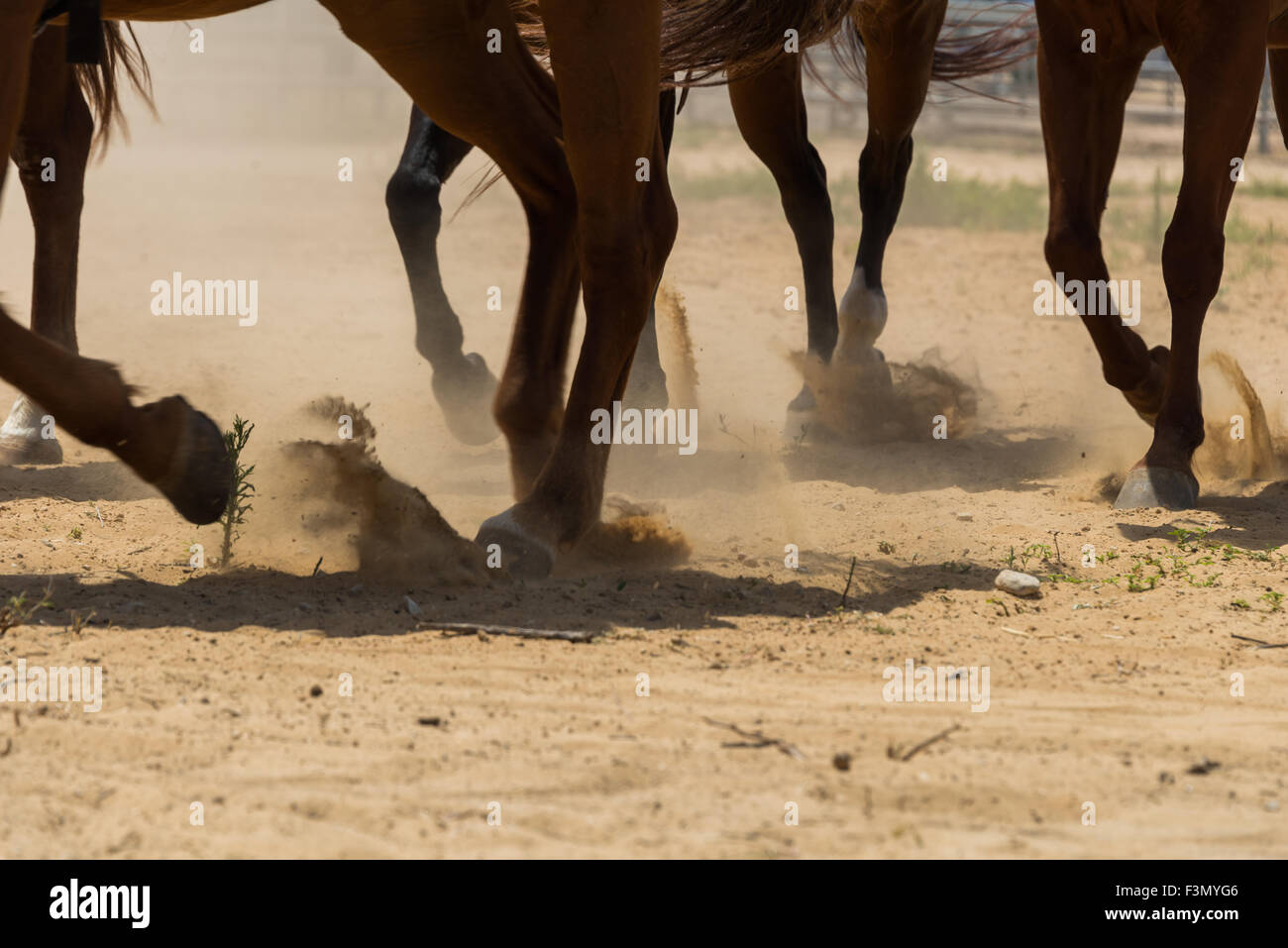 Horses in gallop Stock Photo - Alamy