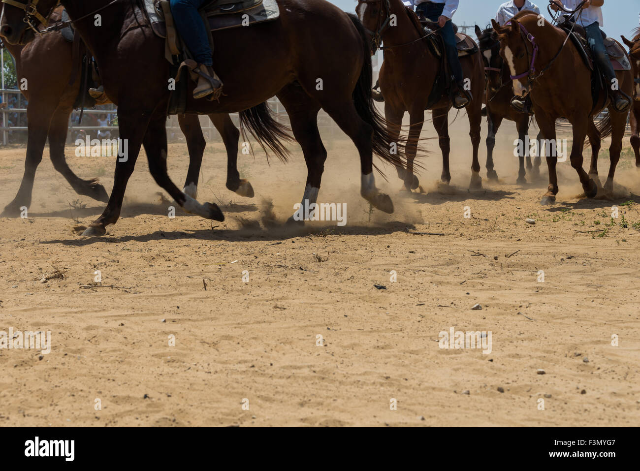 Horses in gallop Stock Photo - Alamy