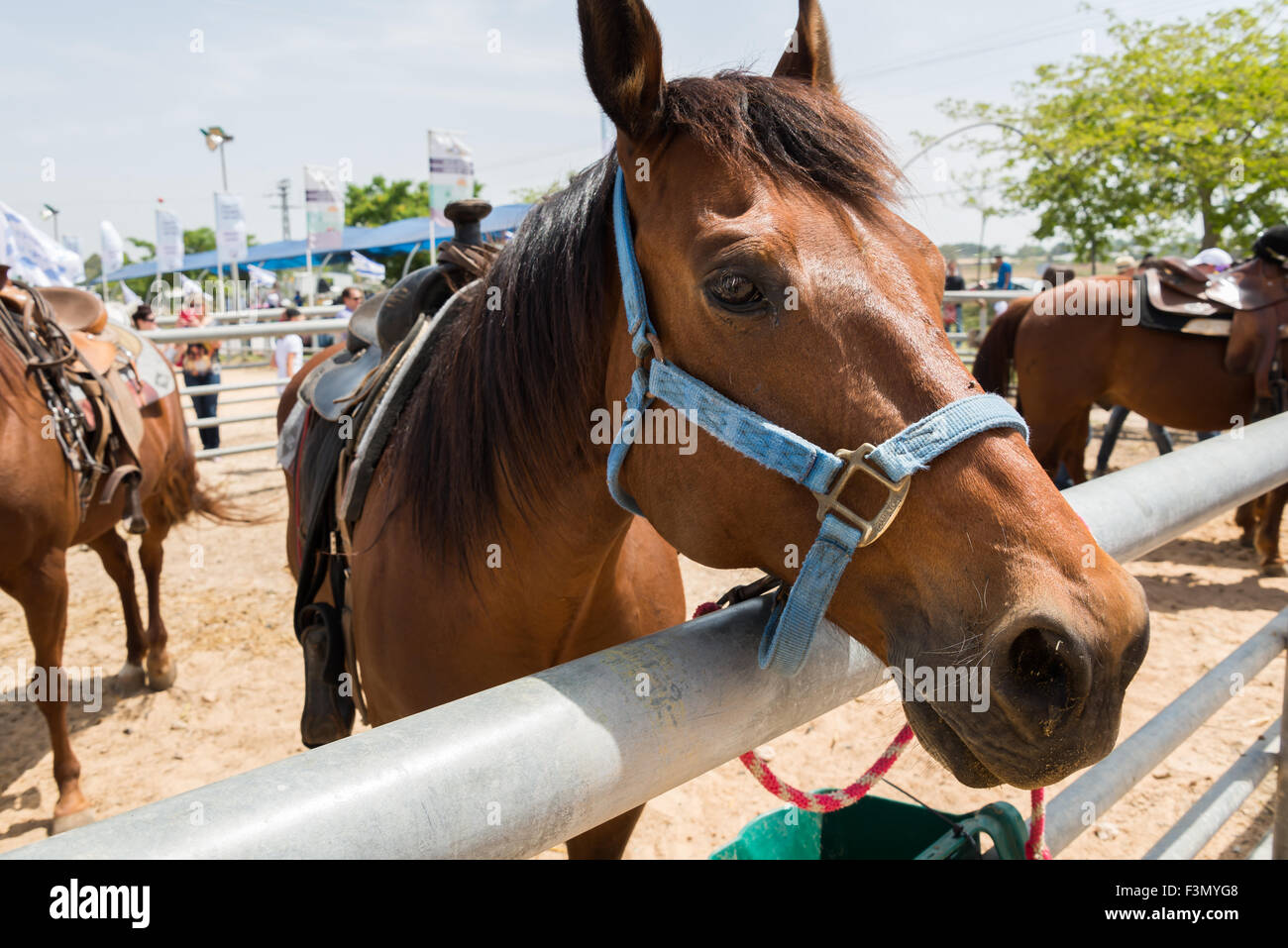 Hag farm hi-res stock photography and images - Alamy