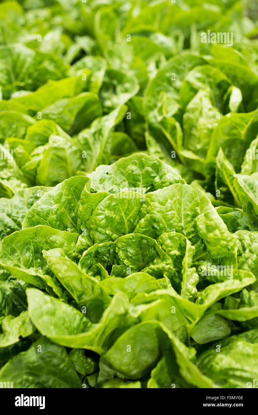 Lettuce farm hi-res stock photography and images - Alamy
