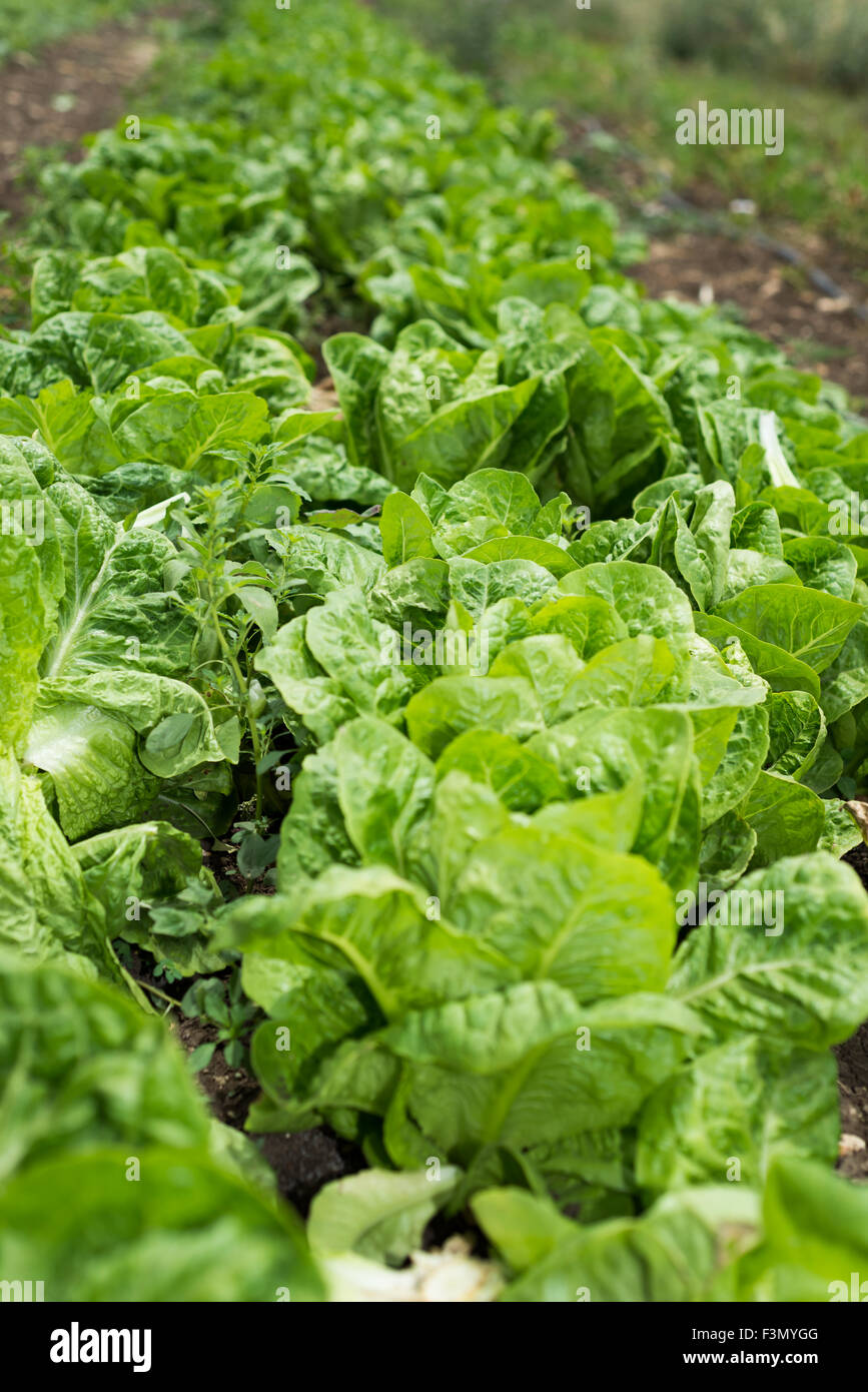 Lettuce grows on a farm Stock Photo - Alamy