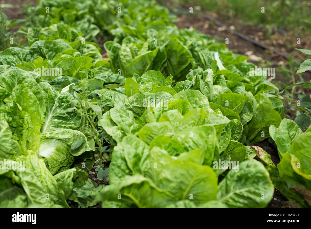 Lettuce farm hi-res stock photography and images - Alamy