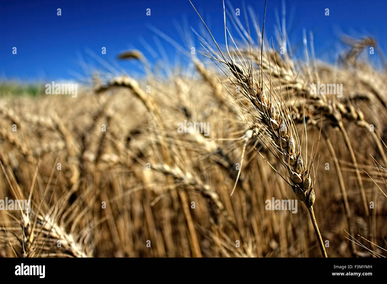 Close up of a wheat crop Stock Photo - Alamy