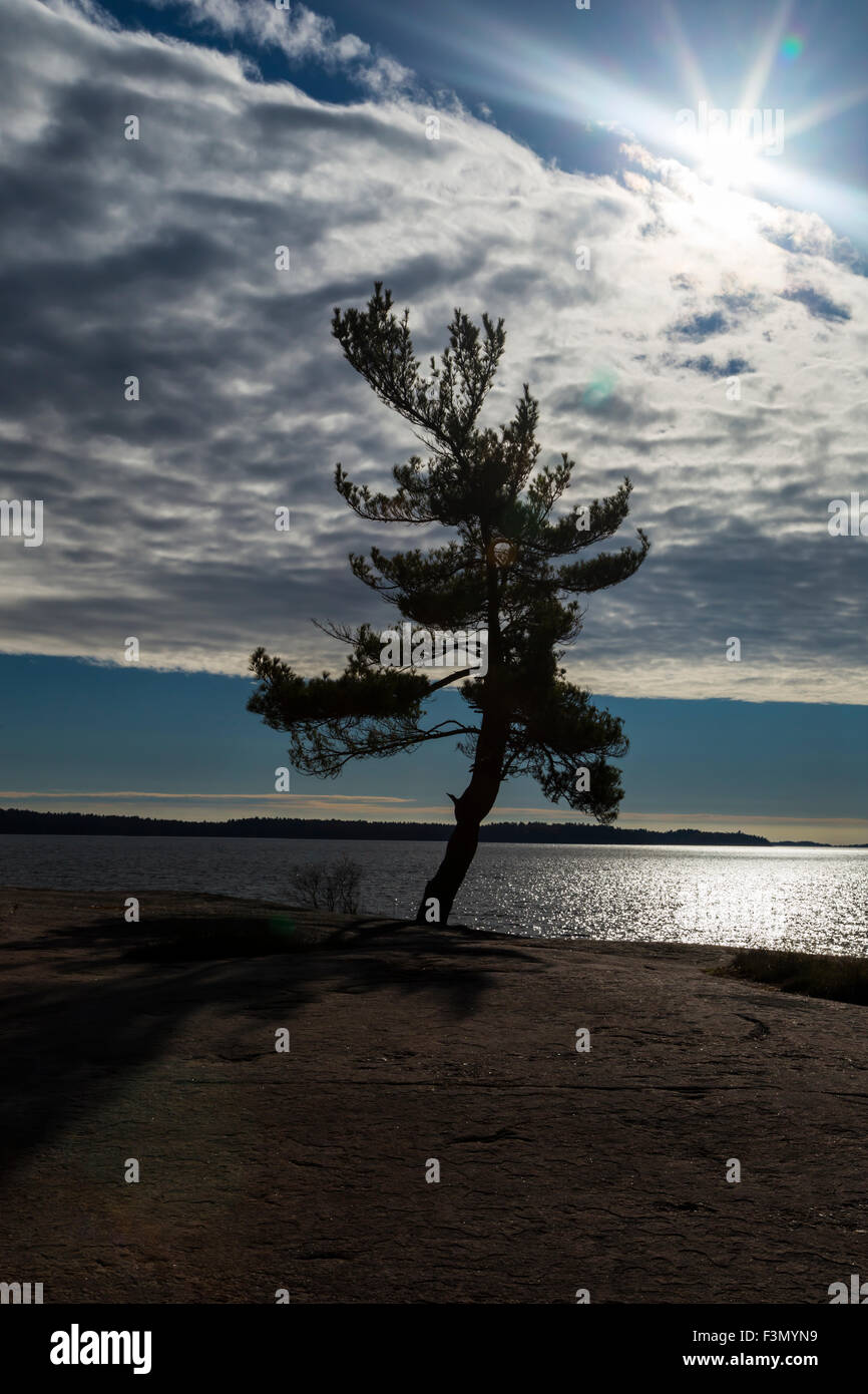 Windswept pine tree georgian bay hi-res stock photography and images ...