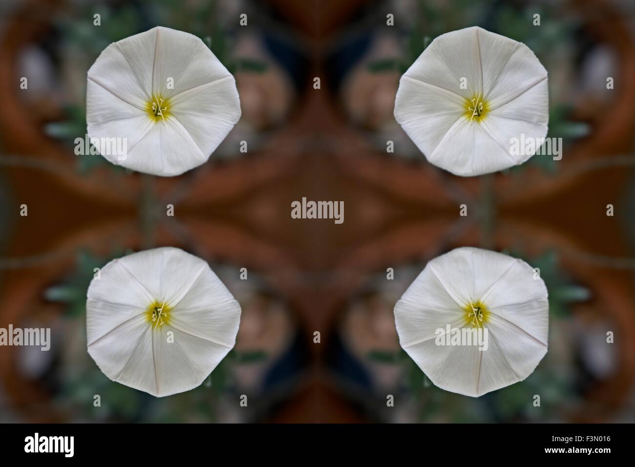 Convolvulus convolvulaceae hi-res stock photography and images - Alamy