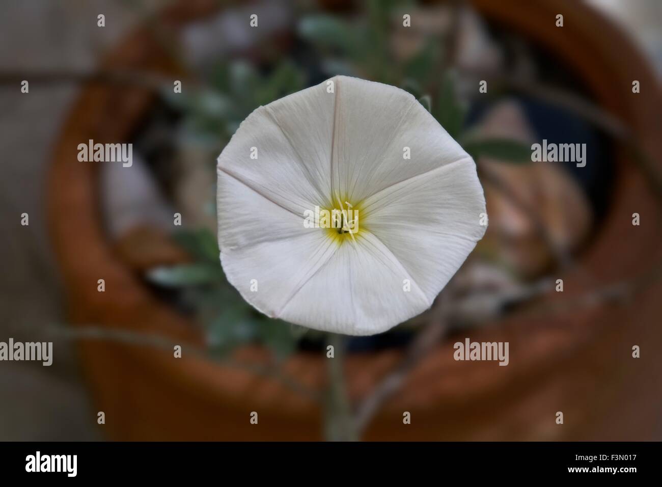 Convolvulus convolvulaceae hi-res stock photography and images - Alamy