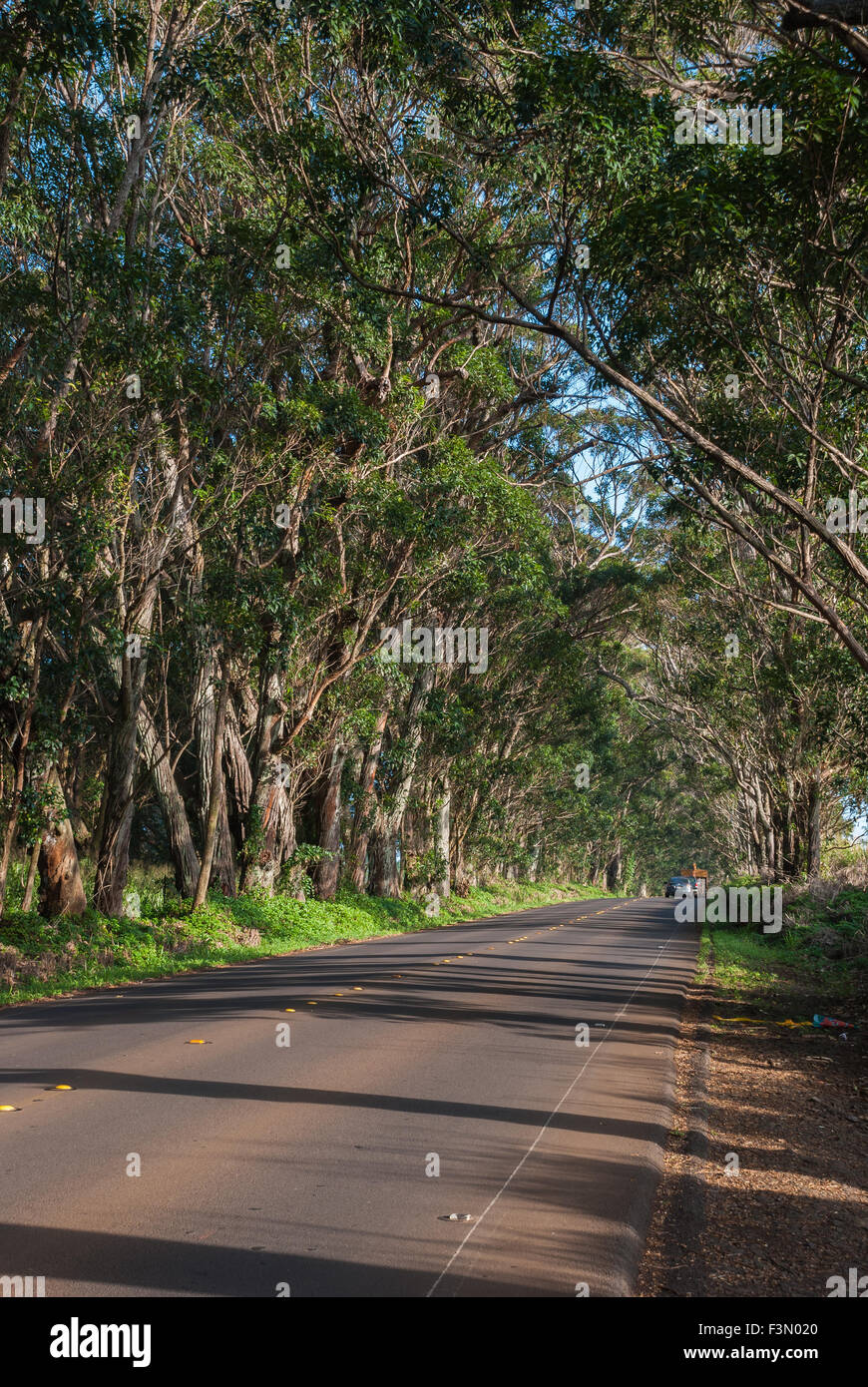 Hawaii tree road hi-res stock photography and images - Alamy