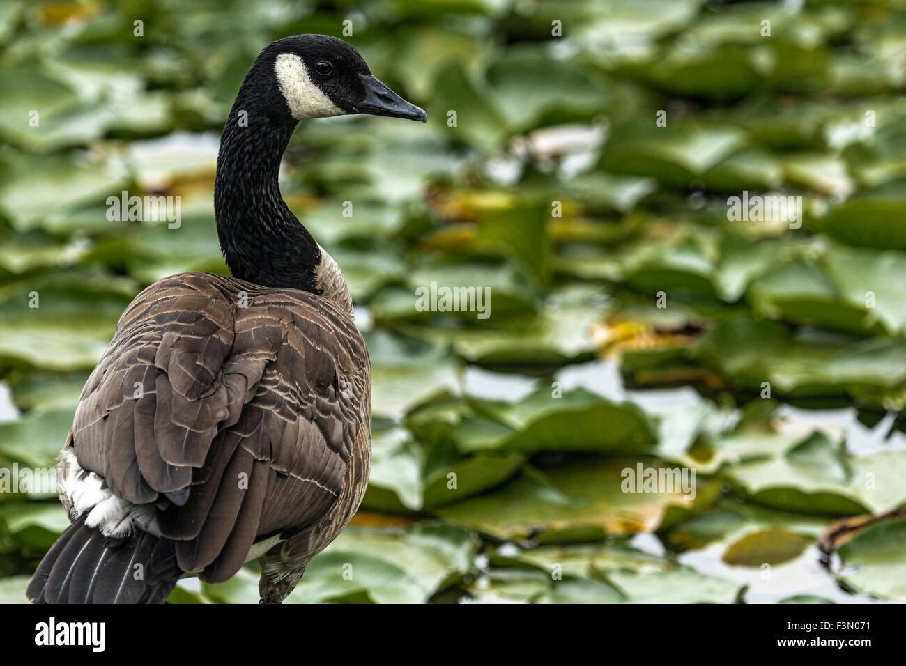 Newborn canada goose hi-res stock photography and images - Alamy