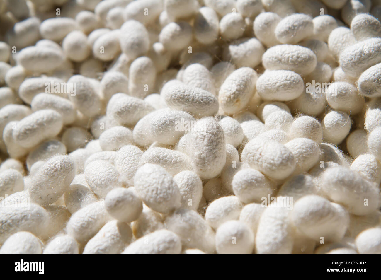 silk cocoon pattern in the factory Stock Photo - Alamy