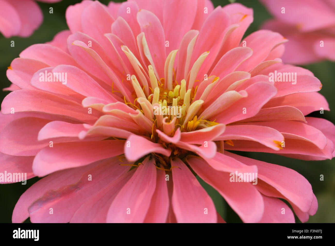 Red impatiens flower Stock Photo - Alamy