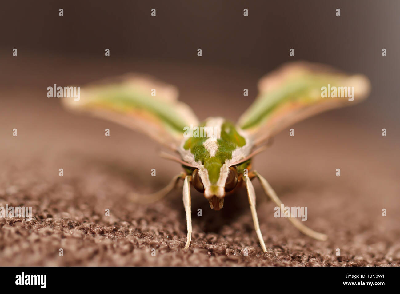 Moth in the nature Stock Photo - Alamy