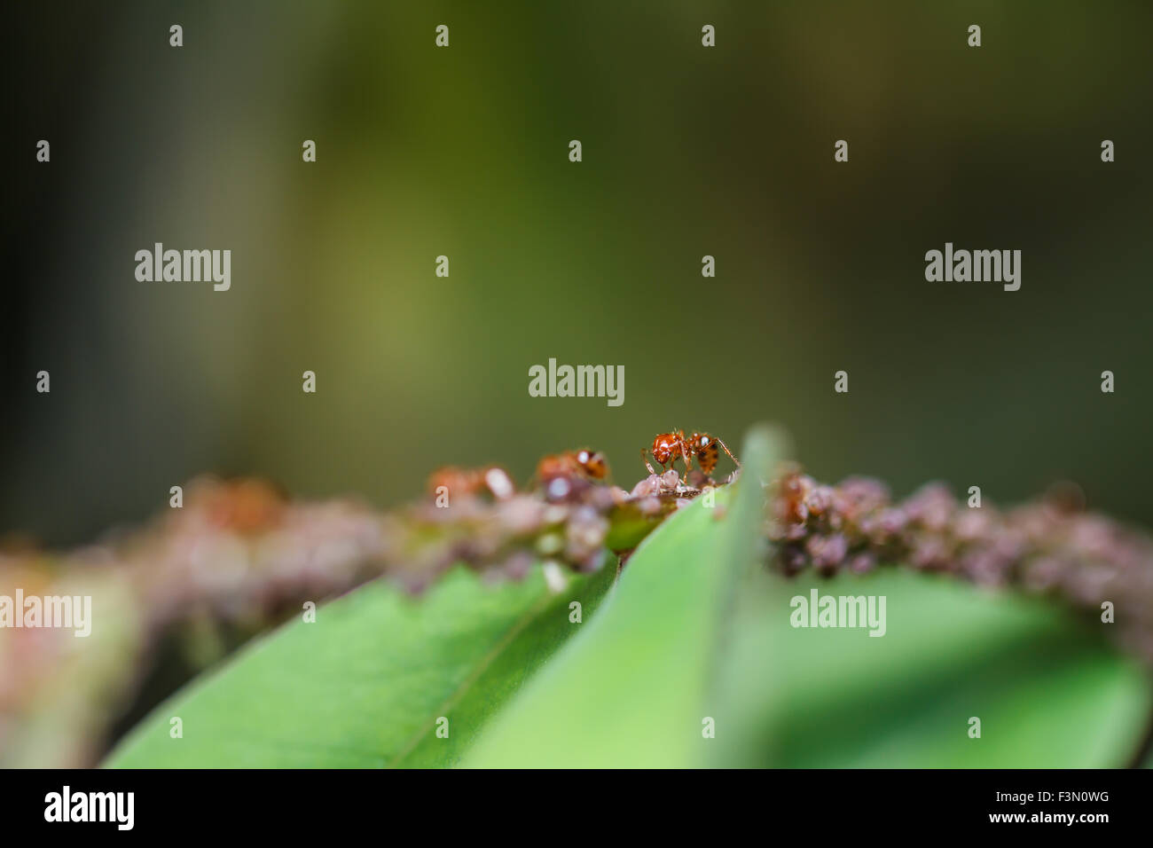 red ants on a green leaf Stock Photo - Alamy
