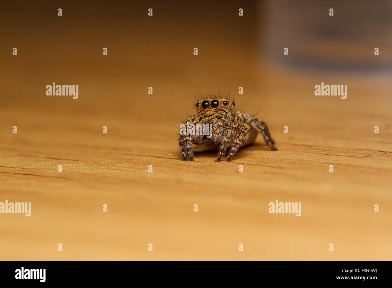 Spider on table close up Stock Photo - Alamy