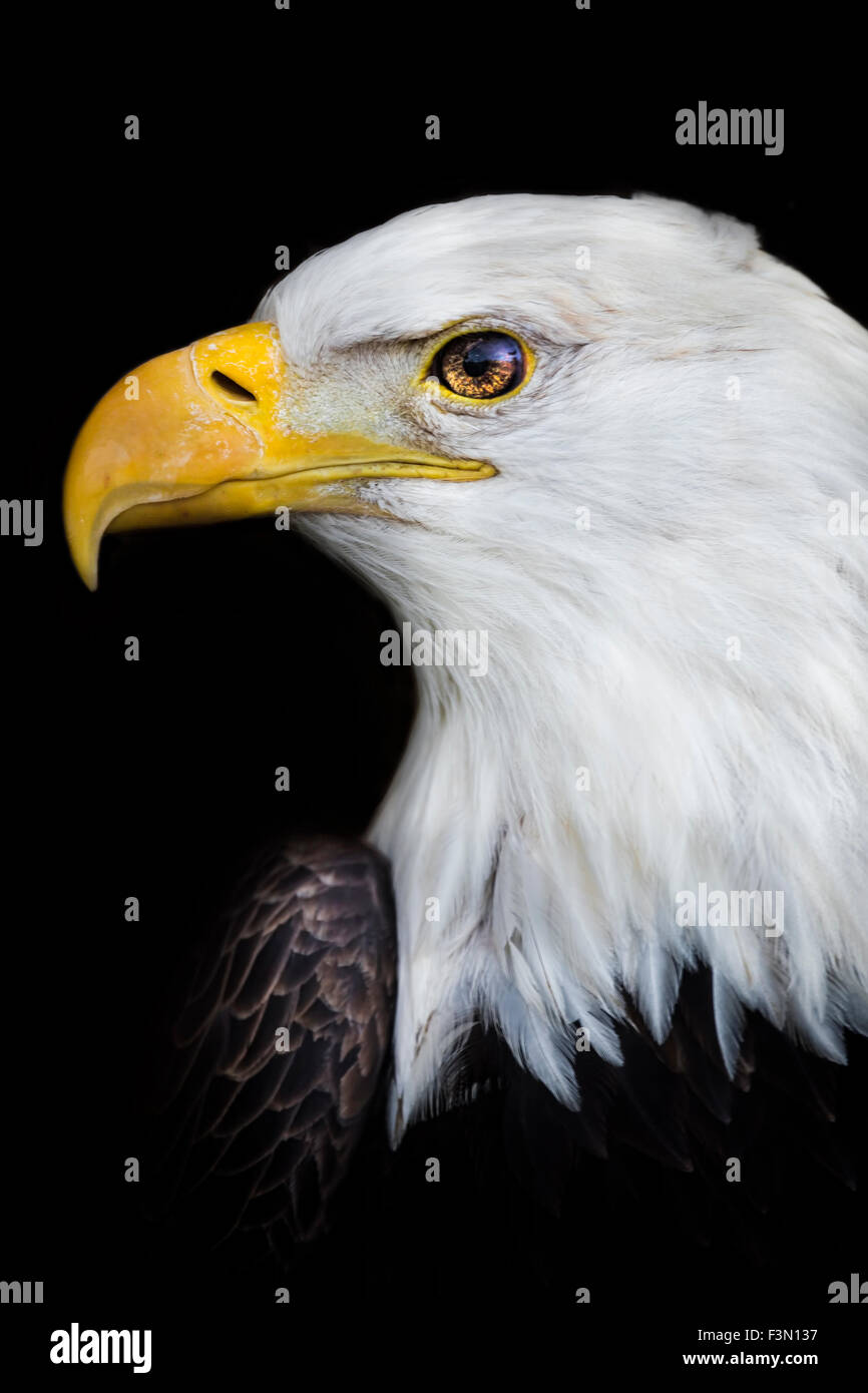 Wing injured Bald Eagle at the local zoo Stock Photo - Alamy