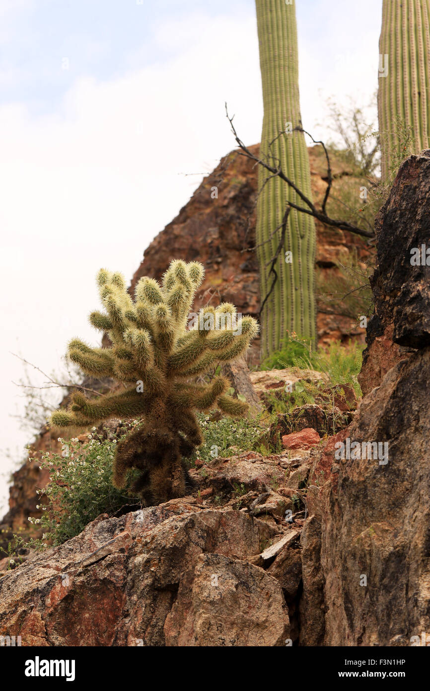 The desert of Ventana Canyon in Tucson, Arizona Stock Photo - Alamy