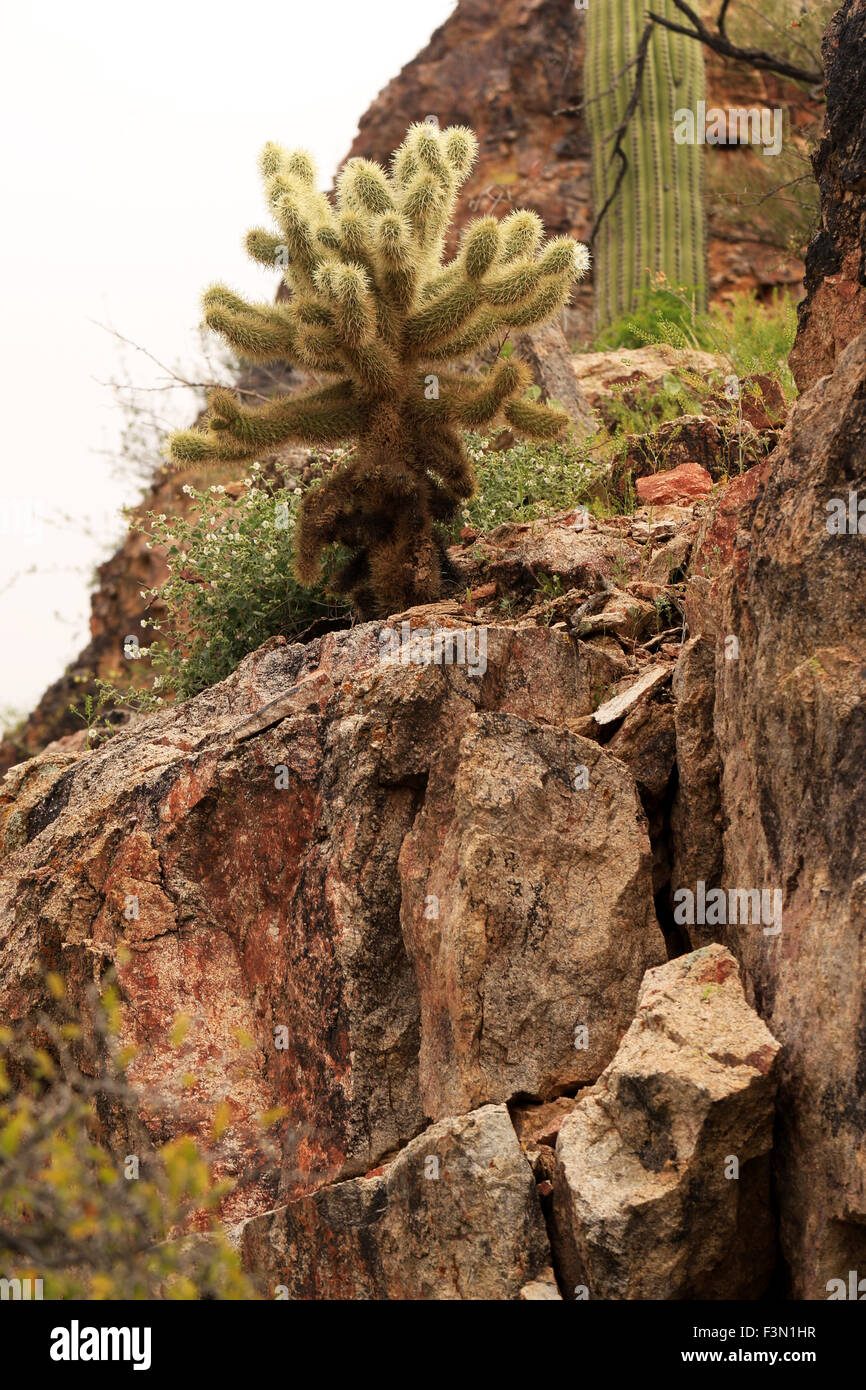 The desert of Ventana Canyon in Tucson, Arizona Stock Photo - Alamy