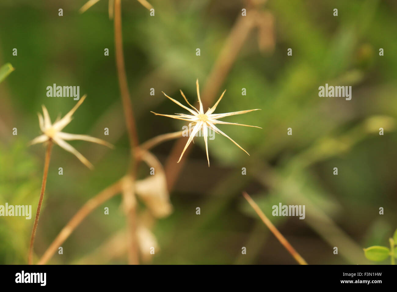 White desert flower in the region of Sabino Canyon in Tucson Arizona ...