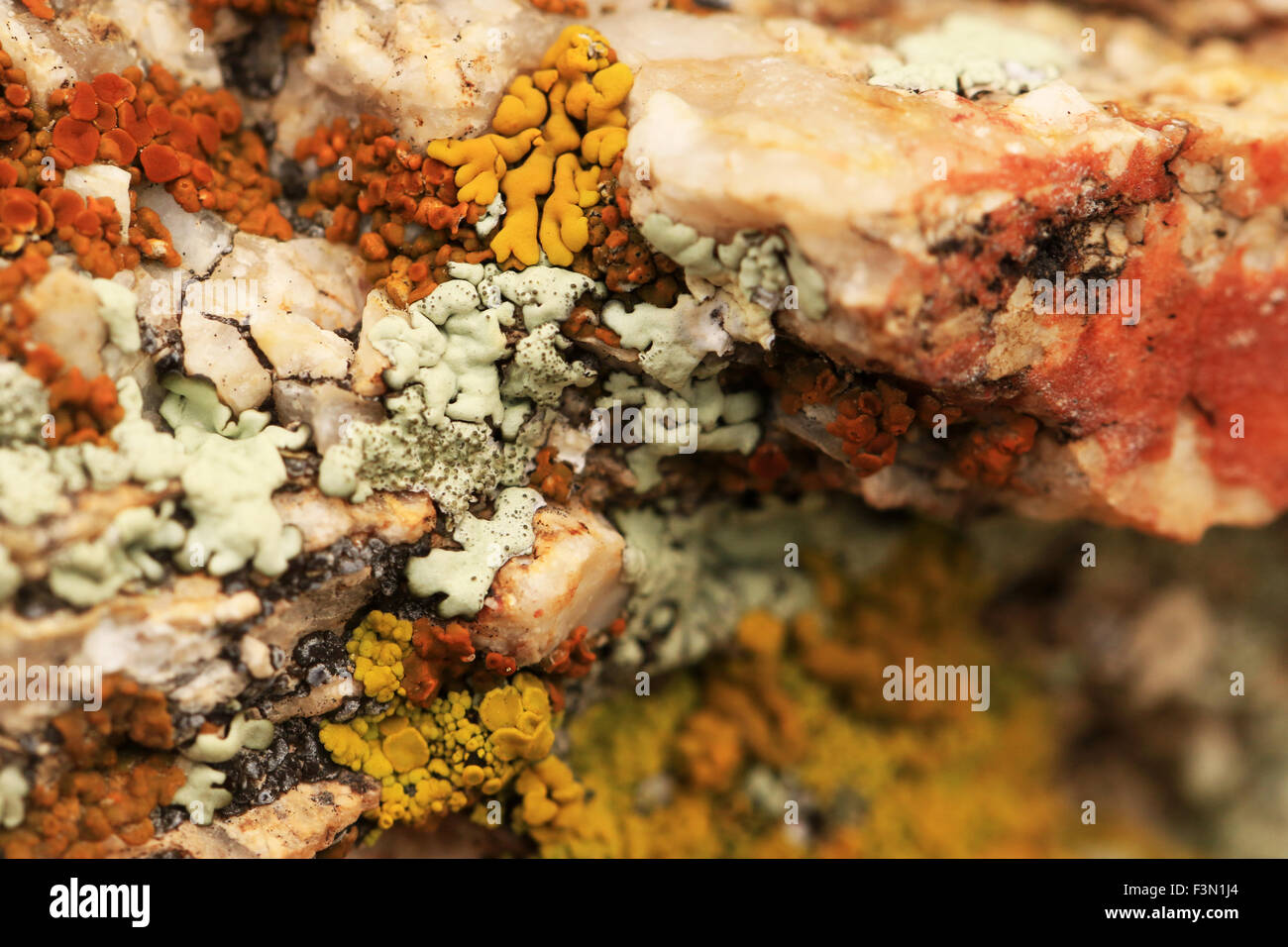 Fungus growing on some rocks in the Tucson desert Stock Photo - Alamy